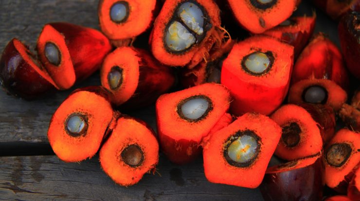 Potensi Palm Kernel Meal dalam Pakan - FeedBiz Vision