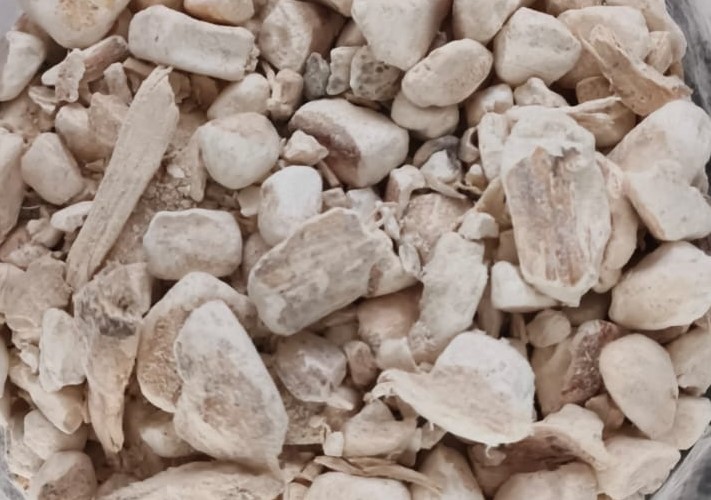 Unlock Savings: Gaplek in Poultry Diets - FeedBiz Vision